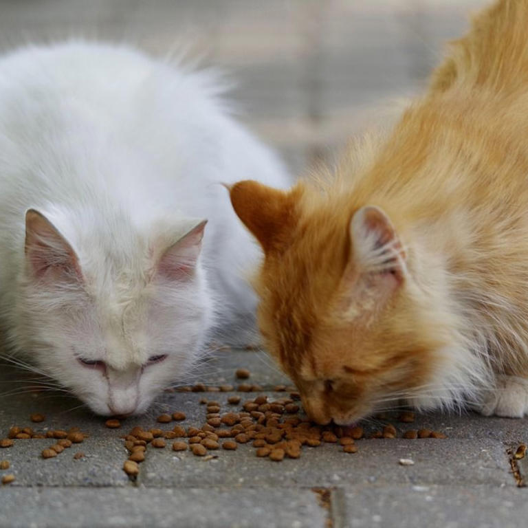 What is my cat thinking? 9 reasons why cats stare at nothing