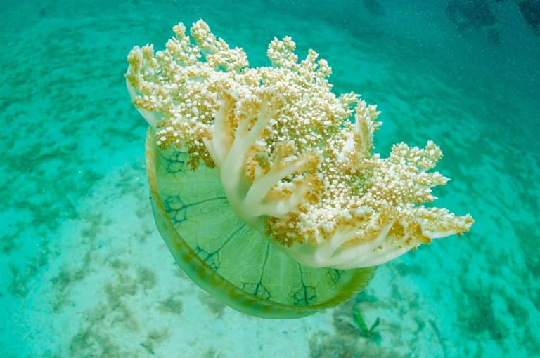 Even brainless jellyfish sleep—and it may explain why you need rest too