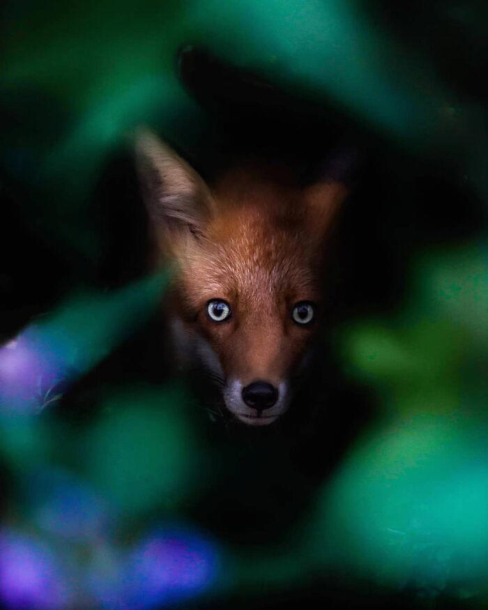 Experience the wild: 30 immersive nature photos taken during a wildlife ...