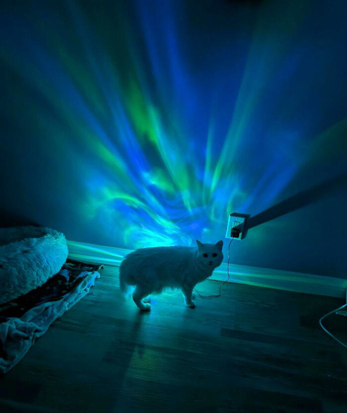 63 funny photos of cat behavior that defy conventional explanation