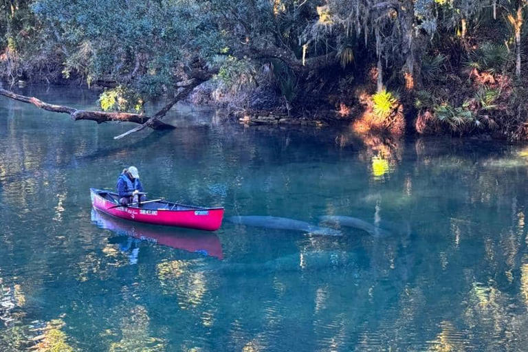 Tips for viewing the manatees at Blue Spring State Park