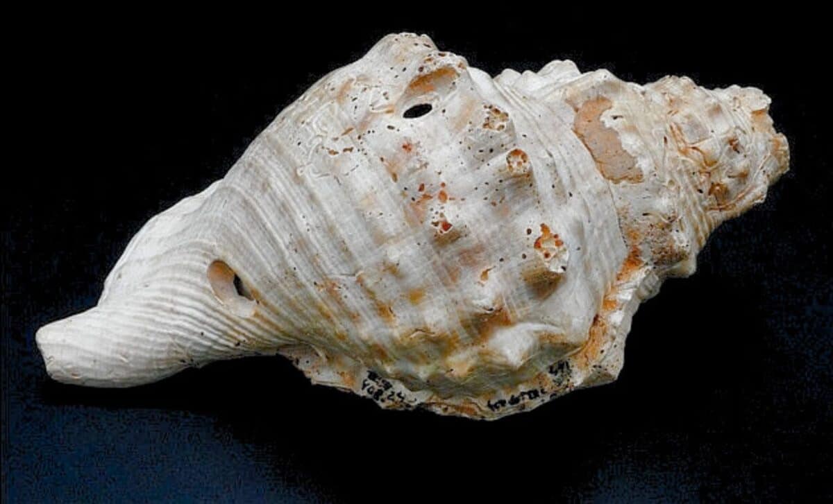 Scientists just played prehistoric shell trumpets used as ancient ...