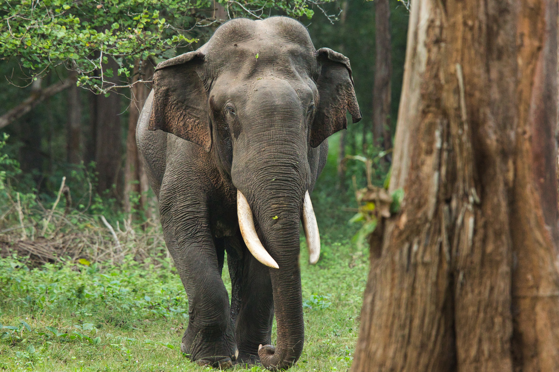 Caccia con uomini e droni all'elefante che ha ucciso 20 persone, tra ...