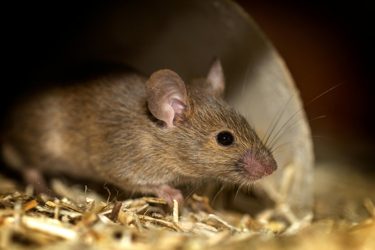 A tiny mouse hints at why some mammal mothers may benefit from choosing ...