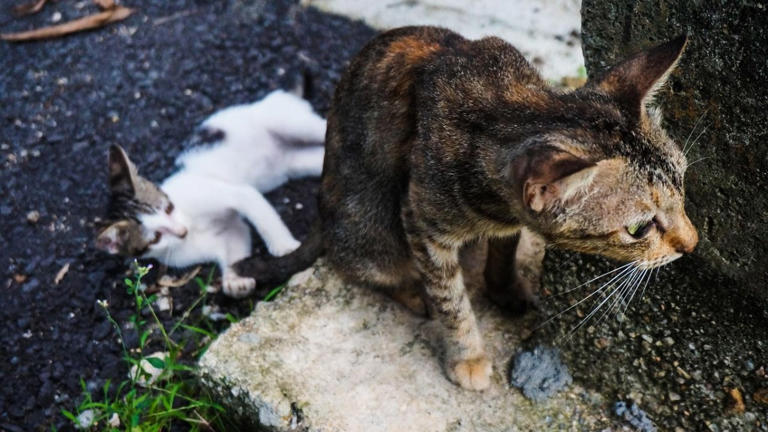 What is my cat thinking? 9 reasons why cats stare at nothing