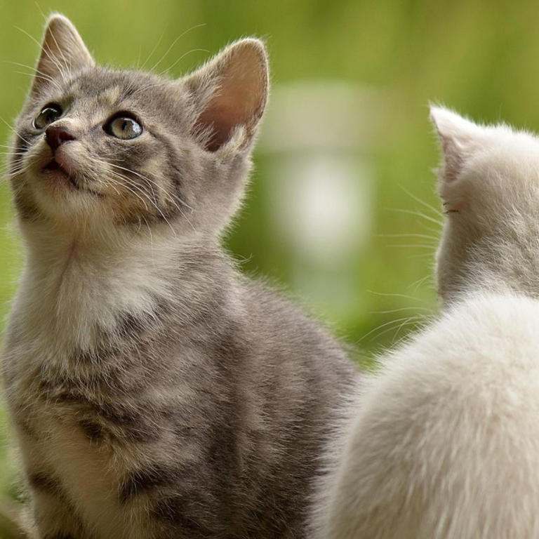 What is my cat thinking? 9 reasons why cats stare at nothing