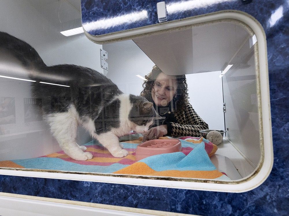 Tail-wagging year: Thousands of pets found forever homes in Windsor ...