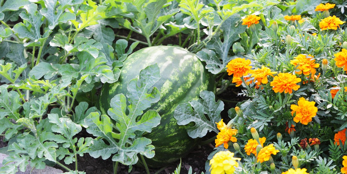 12 delightful and delicious things to plant in your garden this May