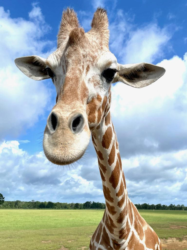 Giraffe-costumed protester arrested by ICE in Minneapolis