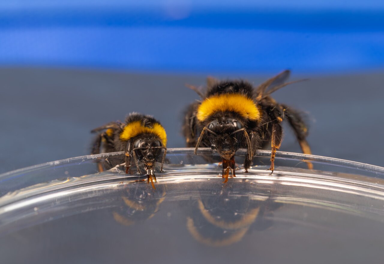 Sparse tongue hair explains why queen bees stop foraging when workers ...