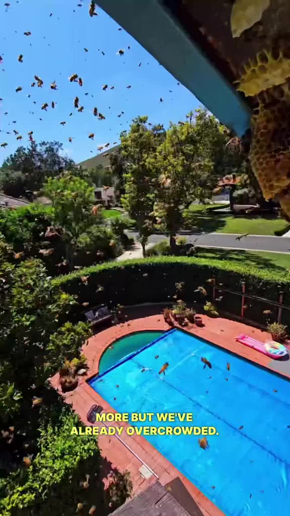 Removing a massive beehive from a backyard roof edge