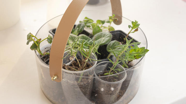 Don't throw out those plastic fruit containers — use them to start an ...