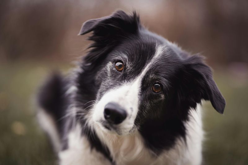 12 dog breeds that tend to be calm indoors despite high energy outdoors