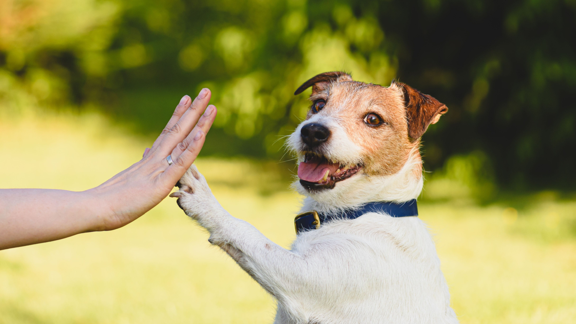 Top 11 reasons to adopt a dog