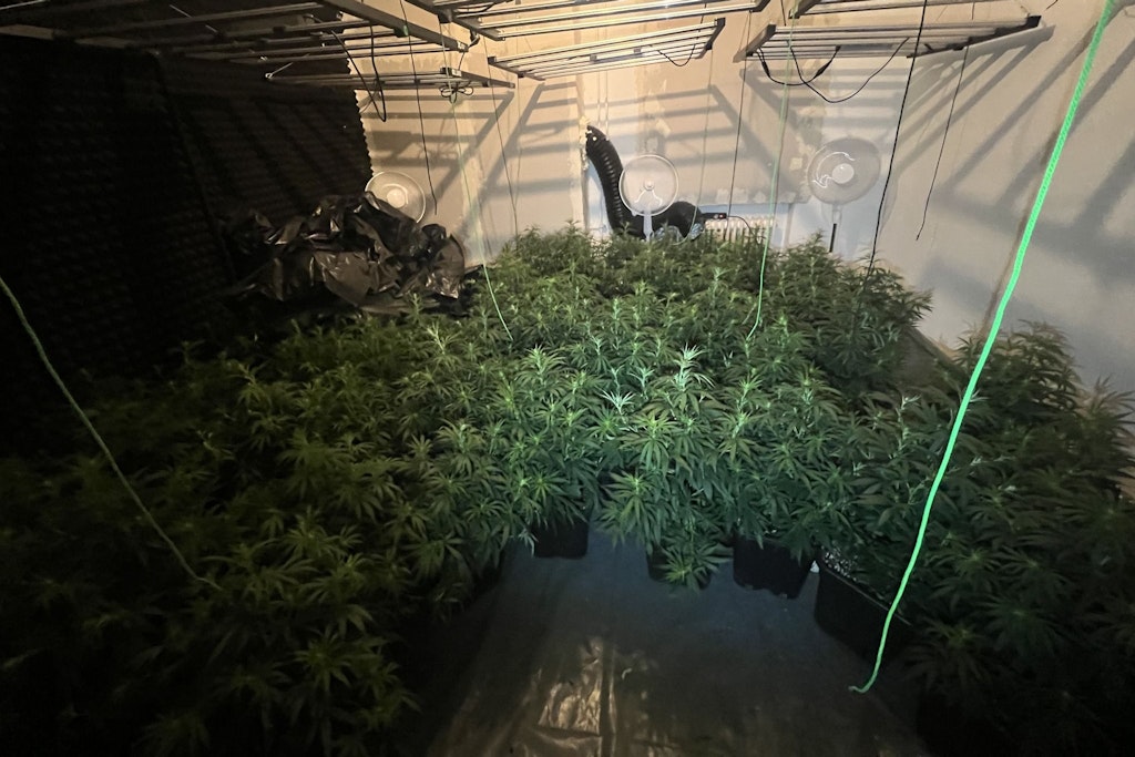 Cannabis-Großfund in Berliner Bezirken