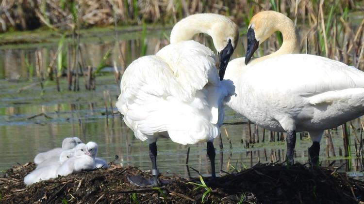 Iowa’s trumpeter swan population reaches record nesting levels