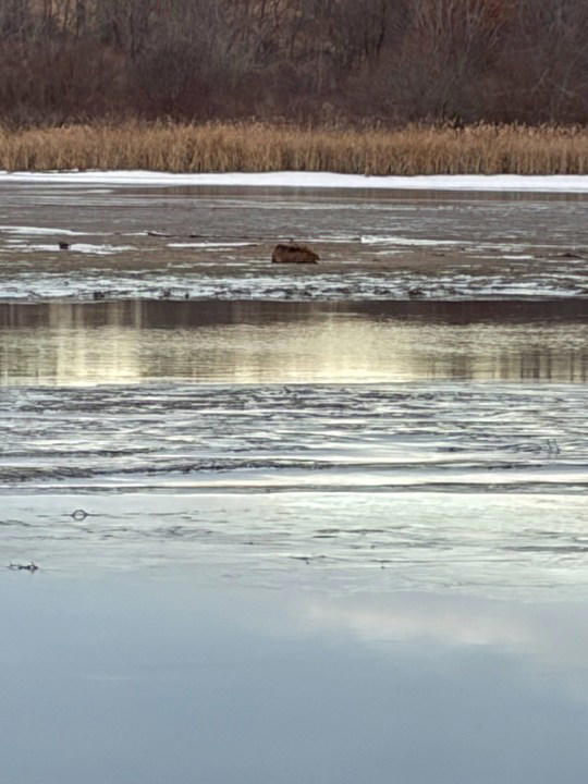 Volunteer firefighters in Wisconsin rescue deer stranded on a lake
