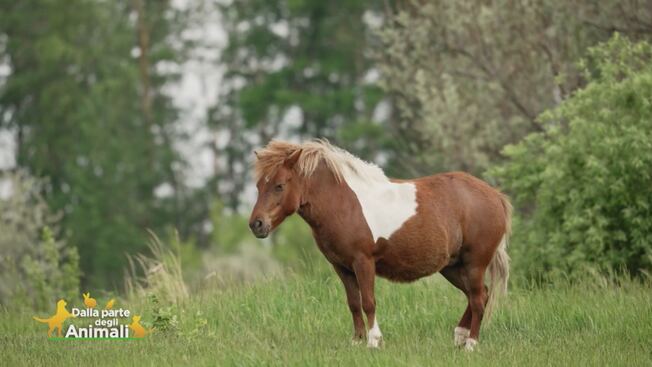 Un cavallo per amico