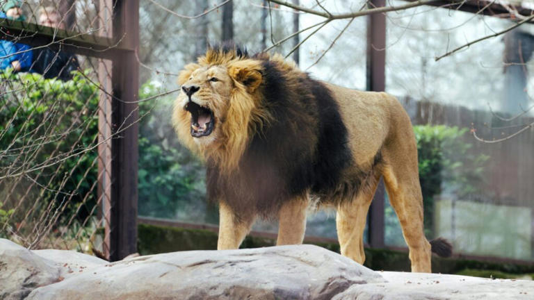 A global rescue mission welcomes two of the rarest lions on Earth