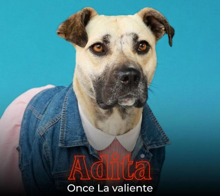 Stranger Dogs, la campaña para impulsar la adopción de perritos con ...