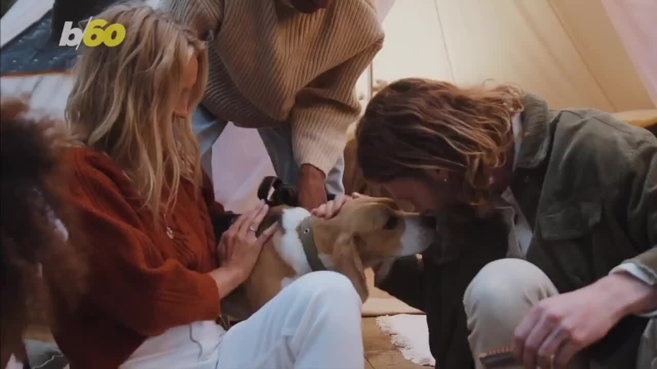 Experts share what to consider before traveling with your pet