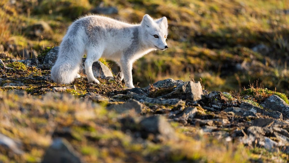 Gli animali che cambiano colore in inverno: quali specie si "vestono di ...