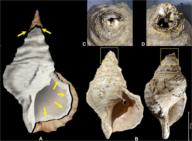 Scientists just played prehistoric shell trumpets used as ancient ...