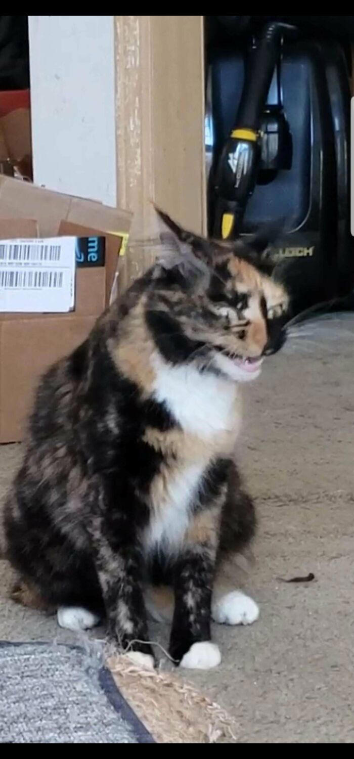 63 funny photos of cat behavior that defy conventional explanation