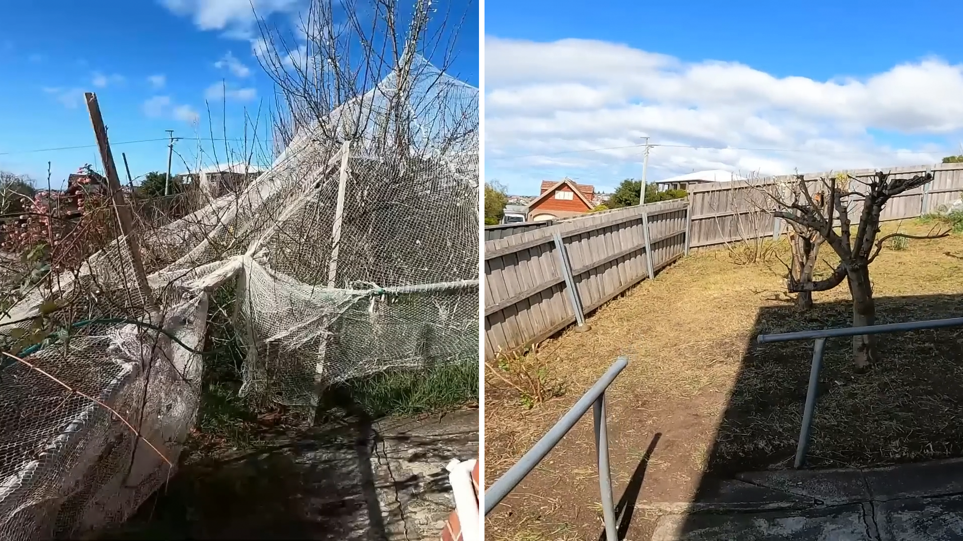Impossible overgrown garden restoration