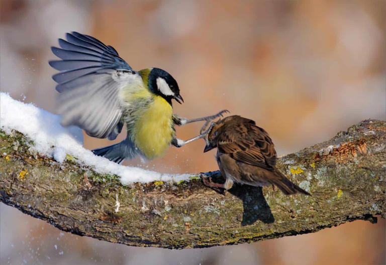 This cute songbird survives winter by eating other animals’ brains