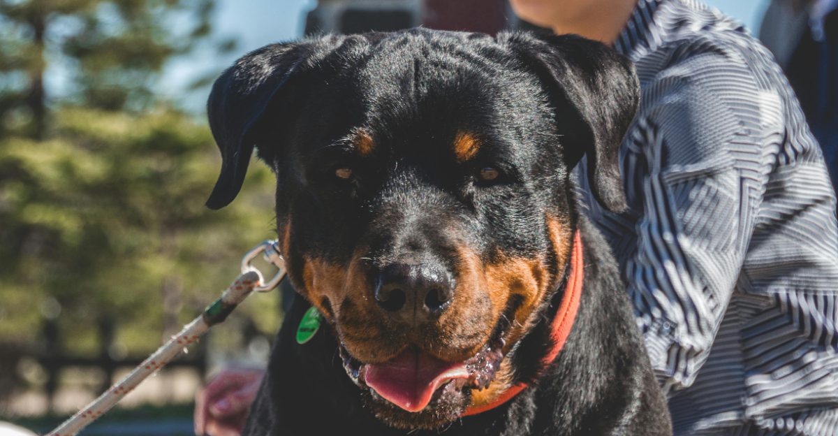 People online say "Just socialize them" – 10 breeds that still need ...