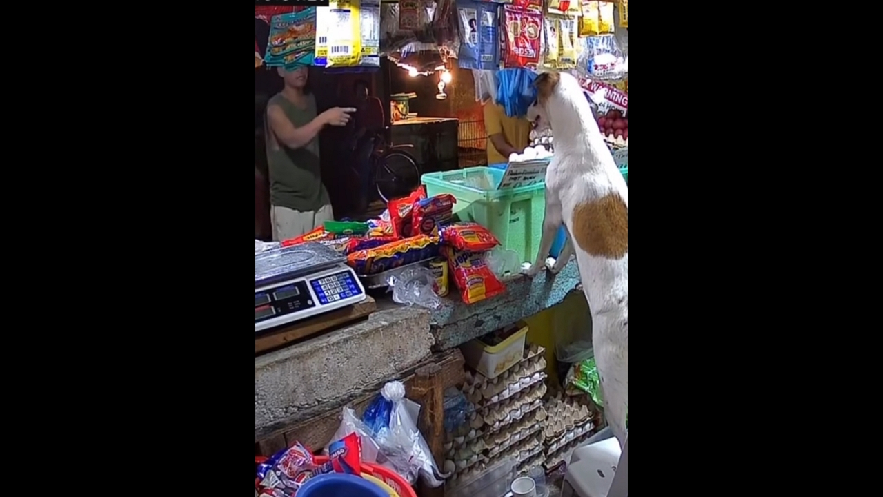 Playful dog manages sari-sari store in Las Piñas, Philippines