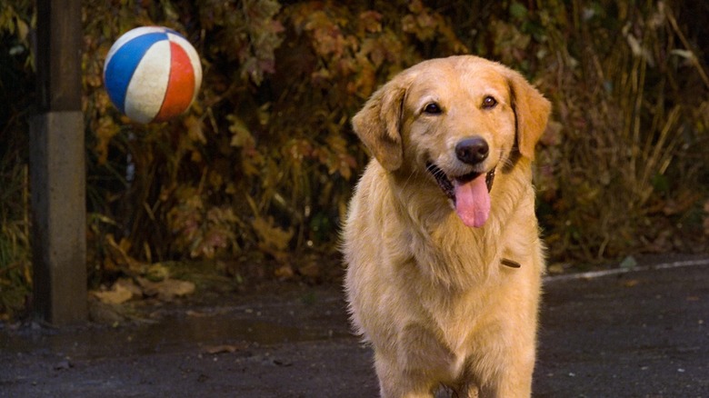 Air Bud's title came about because a gorilla movie had used the ...