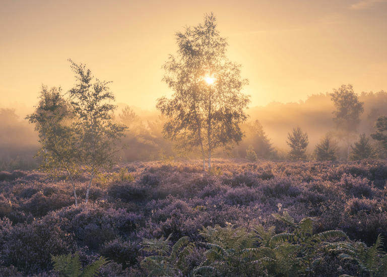 Beautiful butterfly and eerie treescape win National Park’s photo ...