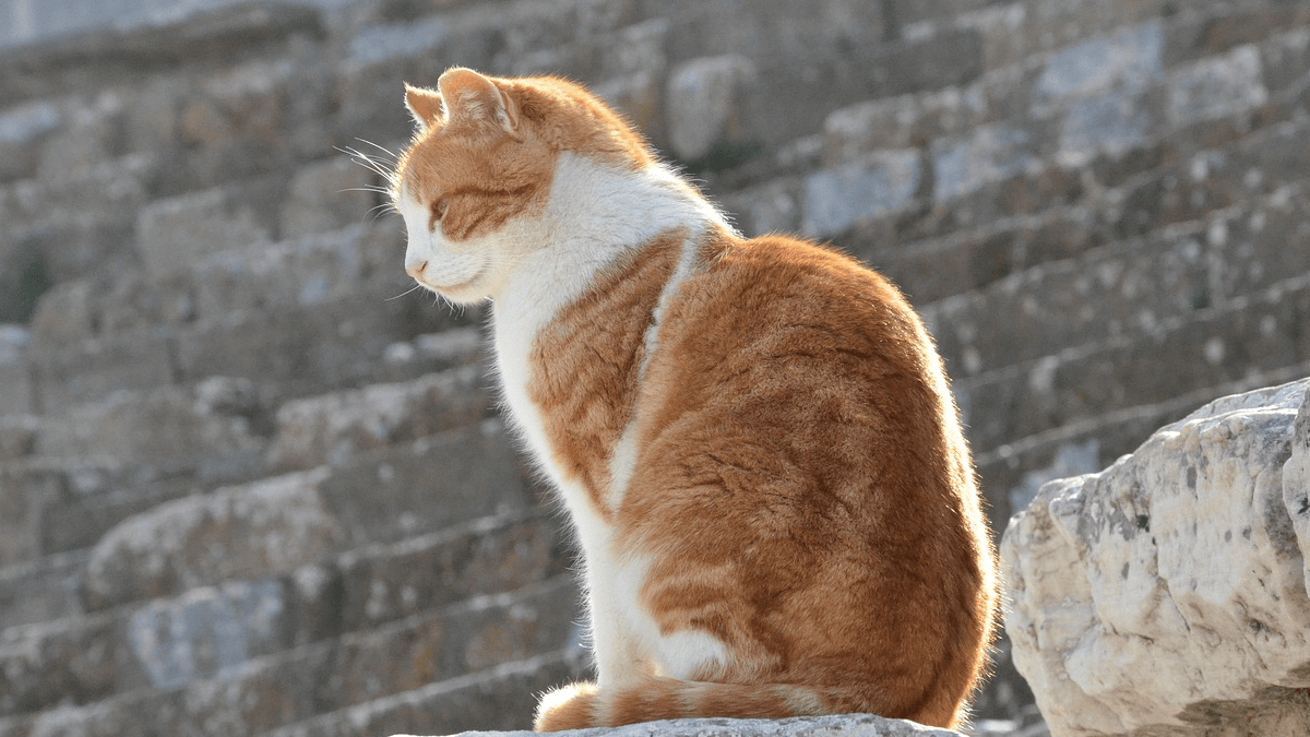 How to recognize the physical signs of a cat at the end of its life