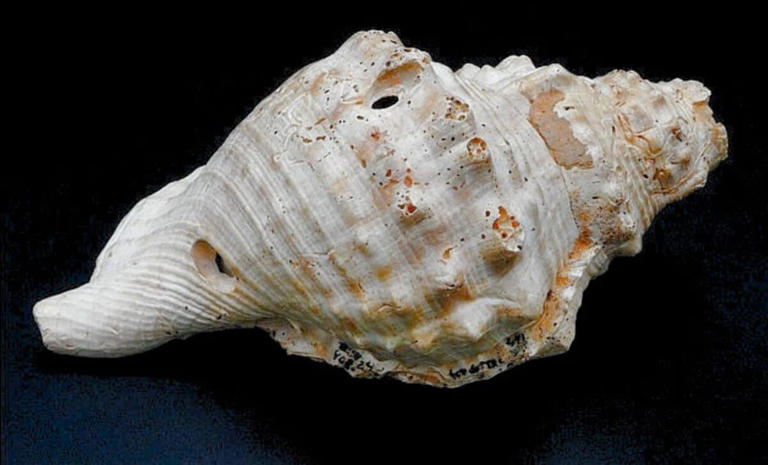 Scientists just played prehistoric shell trumpets used as ancient ...