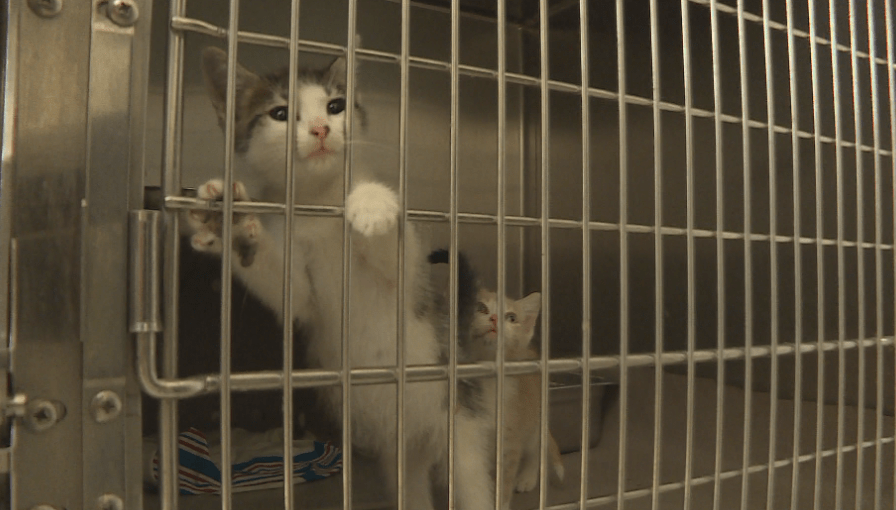 Lockhart Animal Shelter to trap 'nuisance cats' after reports of ...