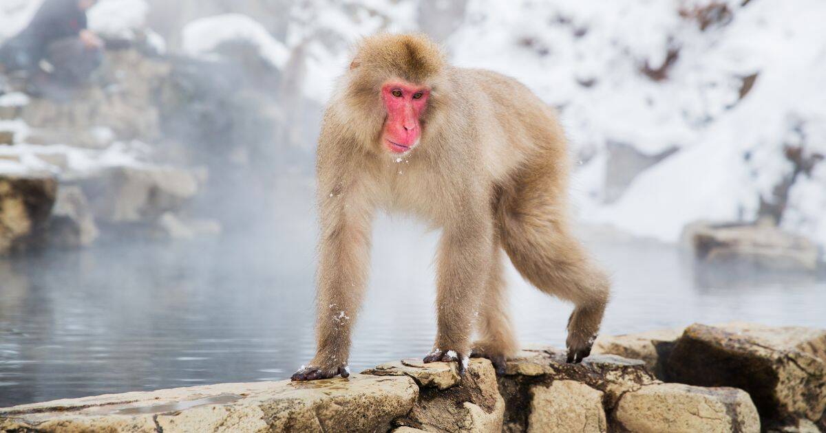 🇯🇵 20 unique animals in Japan you may encounter when you visit this ...