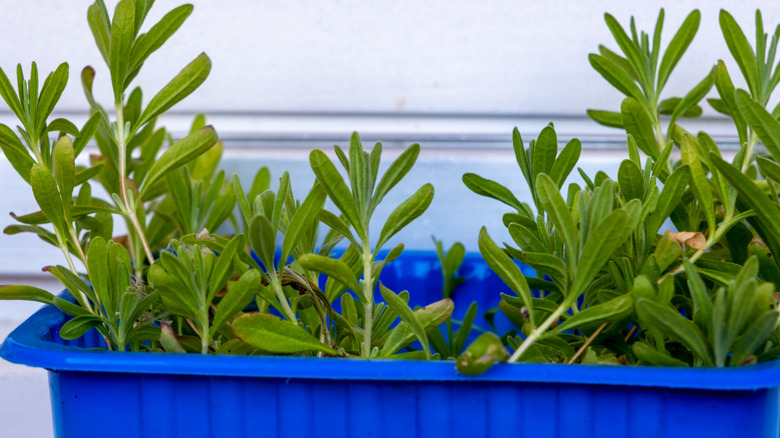 Don't throw out those plastic fruit containers — use them to start an ...