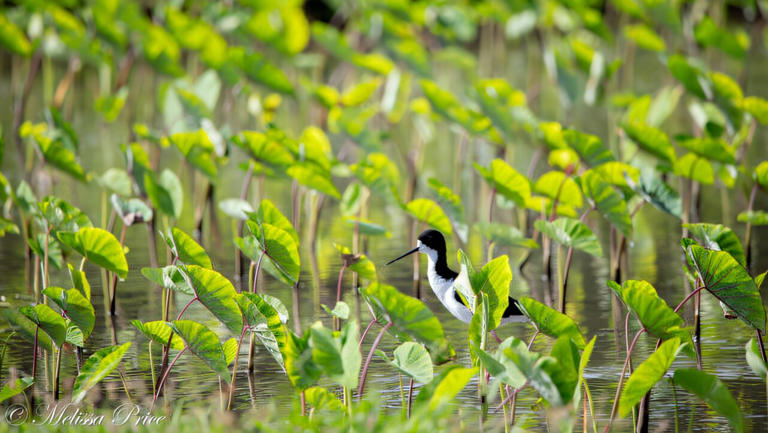 Myth of Native Hawaiians causing bird extinctions debunked by study