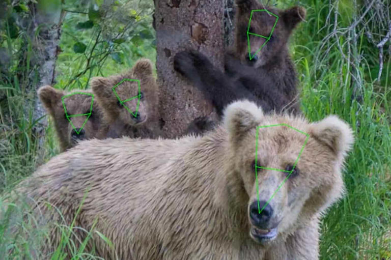 How facial recognition is helping ecologists monitor and conserve bear ...