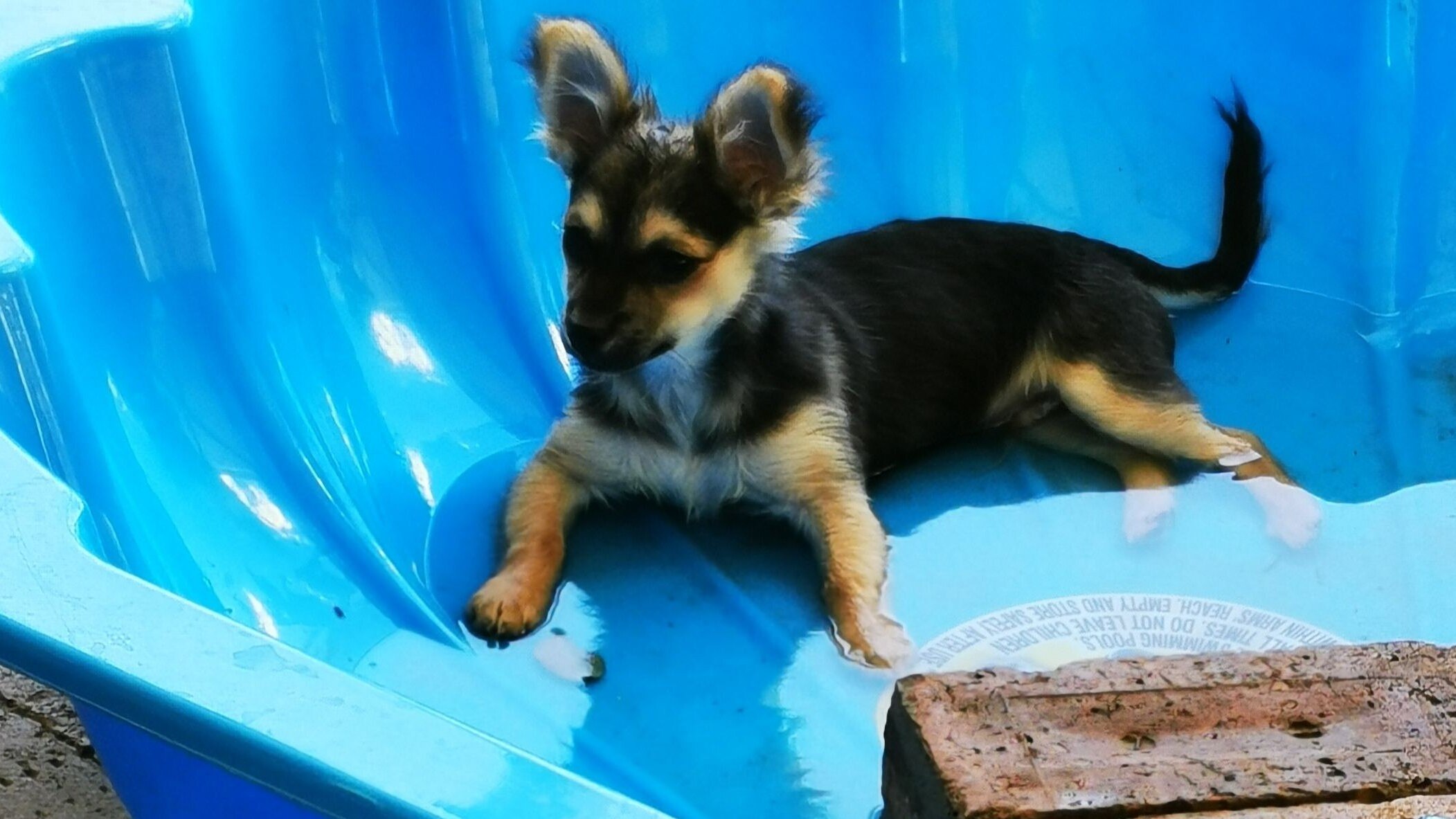 Kingaroy Vinnies volunteer adopts chihuahua dumped in donation crate