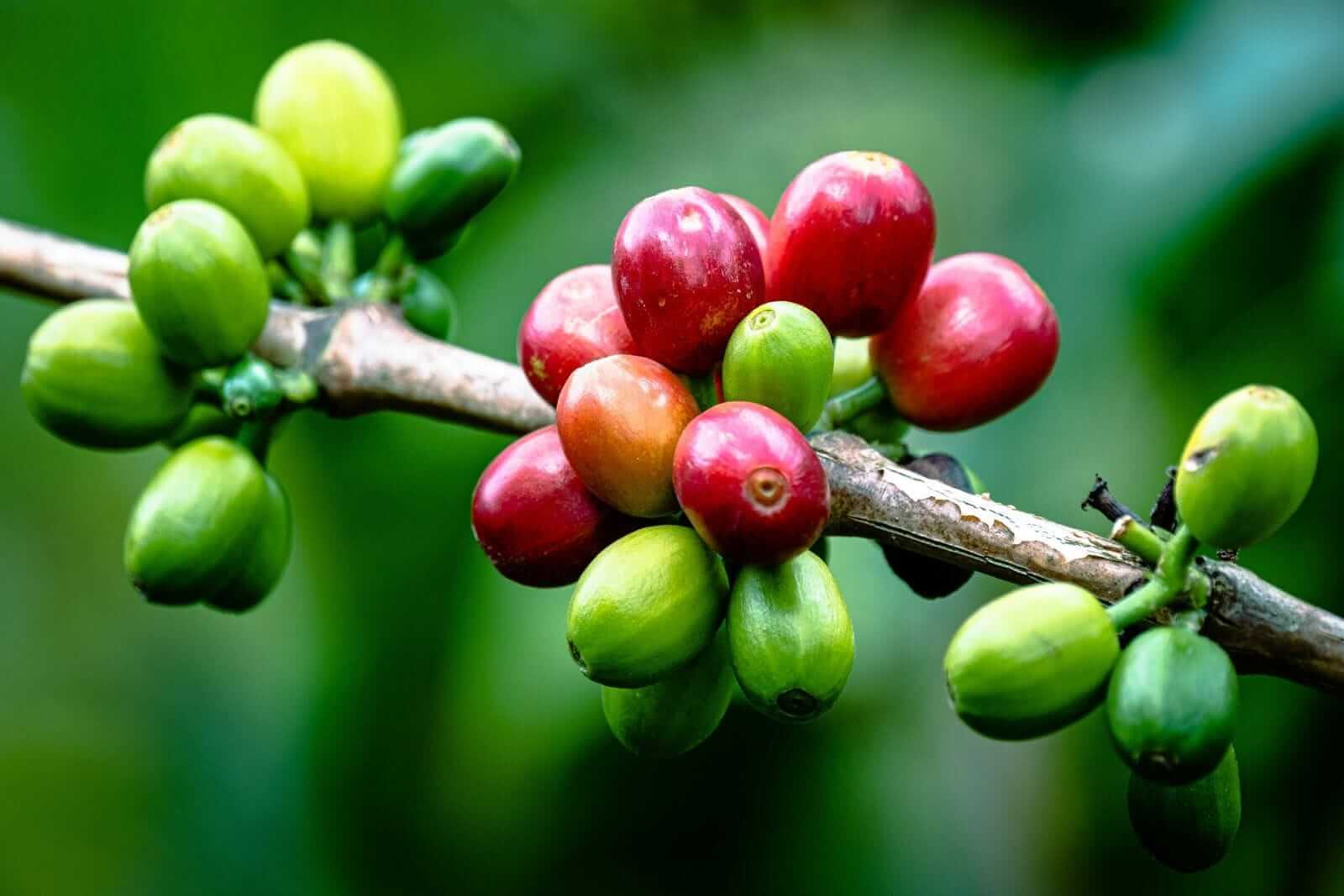 Excessive dryness in Brazil supports coffee prices