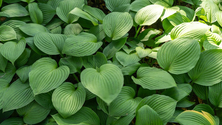 How to keep your hosta plants happy even during the coldest of winters