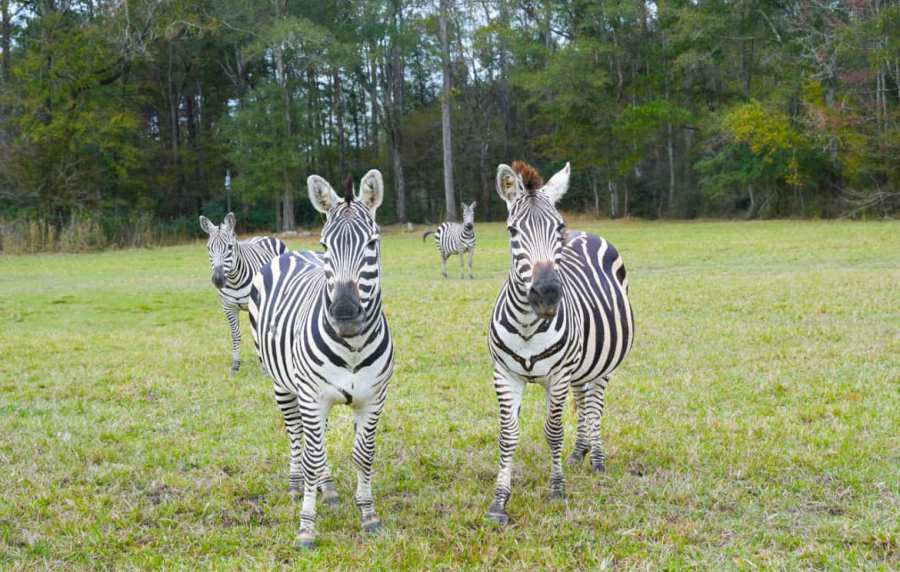 Owner puts Magnolia Wilds up for sale after 14 years