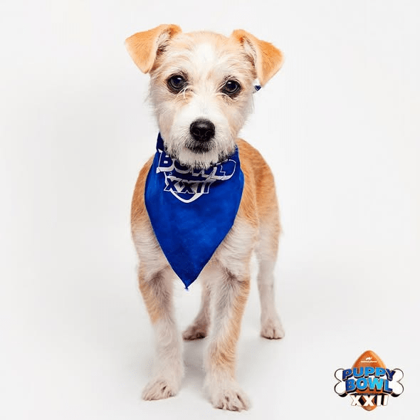 OK Humane preps for Puppy Bowl XXII featuring furry friend "Albi"