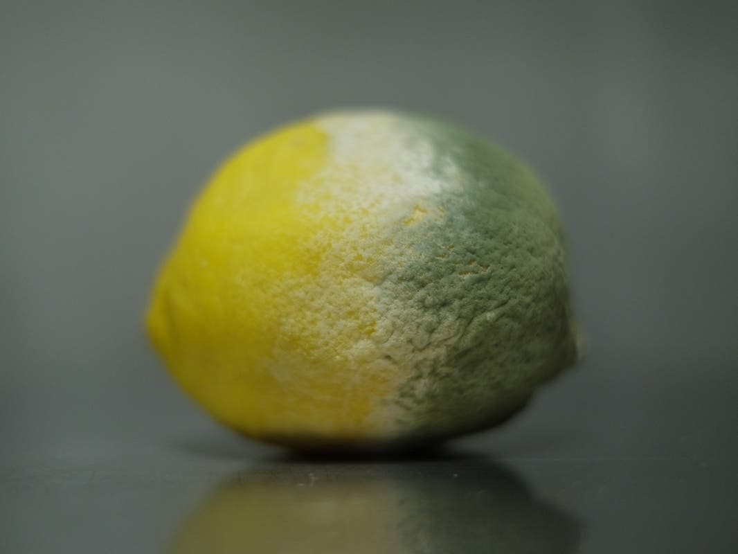 See December health inspections for Newtown Square, Broomall establishments