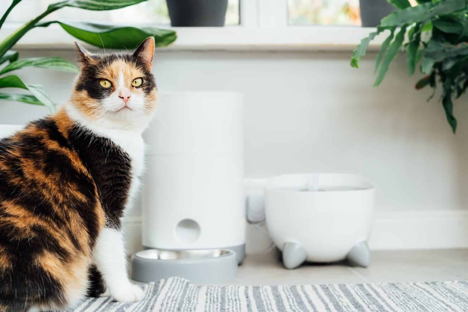AI collars and cameras could catch pet health crises before you do