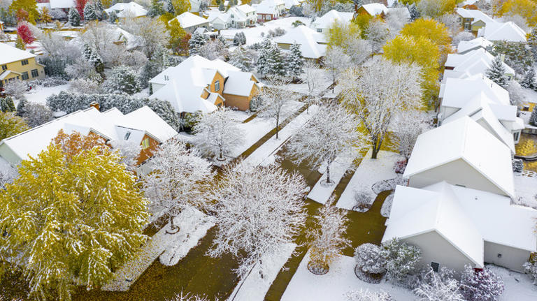 The stunning tree that adds major visual interest to your yard in winter