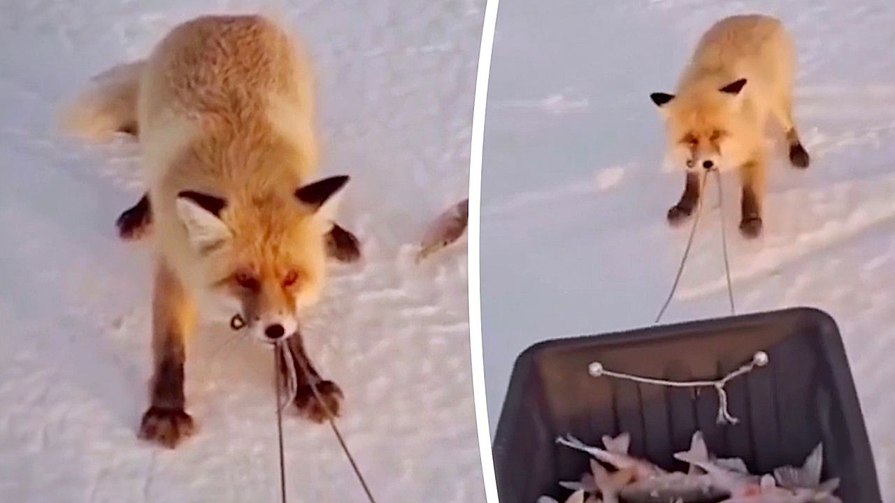 Cheeky fox tries to swipe fish sledge in Kazakhstan